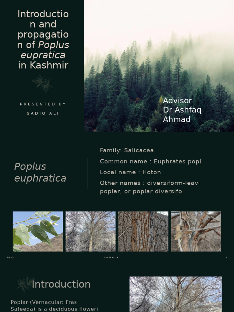 Introduction and Propagation of Poplus Eupratica | PDF