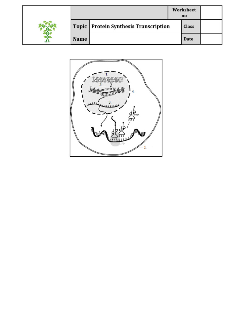 RNA Molecule and Protein Synthesis Worksheet | PDF