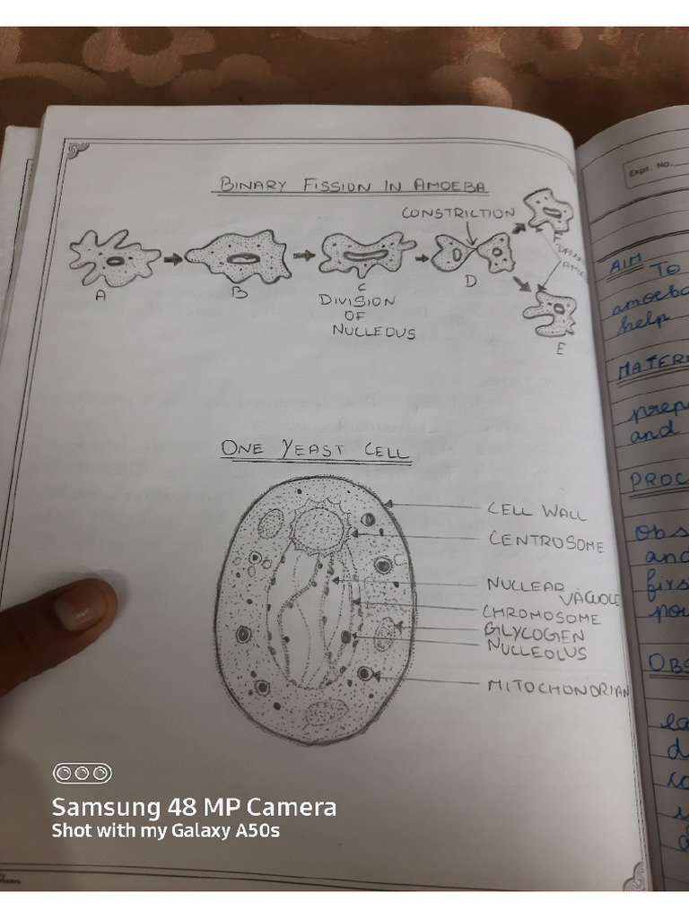 Bio Experiment 3 | PDF