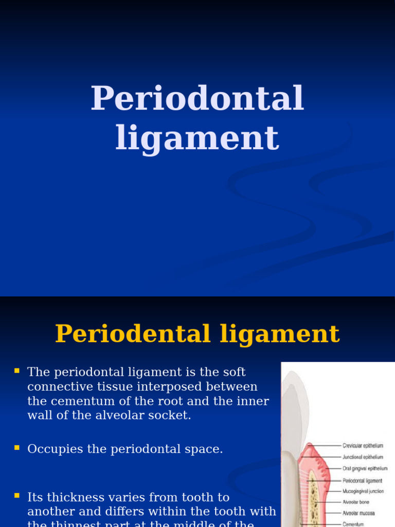 Periodontal Ligament 1 | PDF