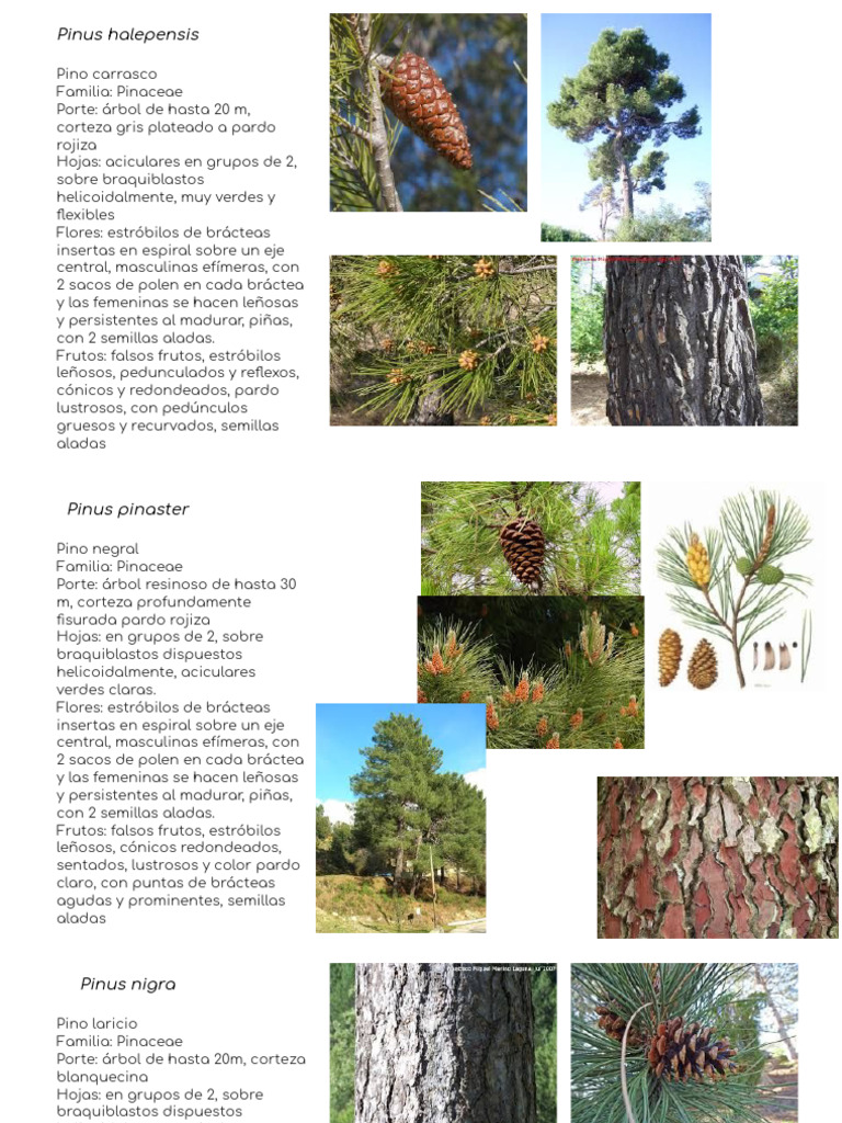 Fichas Botanica. | PDF