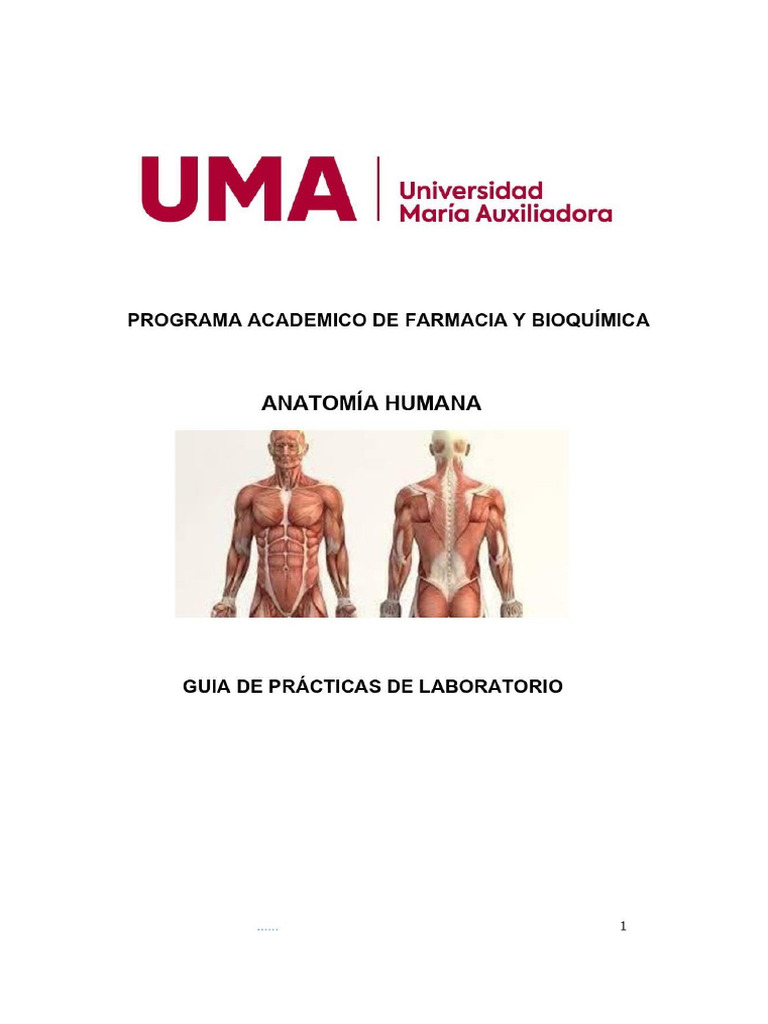III Guia de Practica Anatomia - Enfermería II | PDF