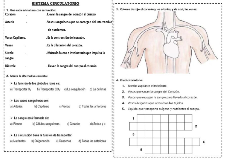 Sistema Circulatorio Ficha 2 | PDF