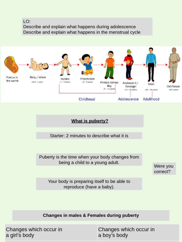 12 Puberty | PDF