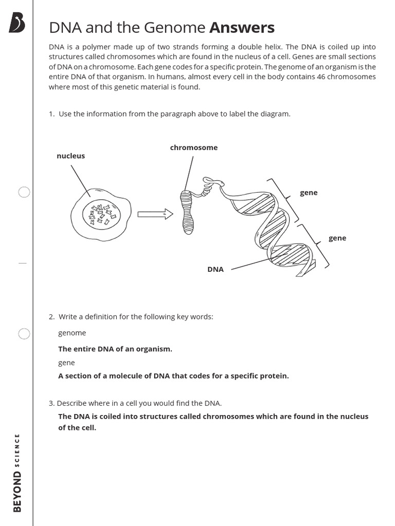 15X DNA and The Genome iGCSE Science - Answers | PDF | Science ...