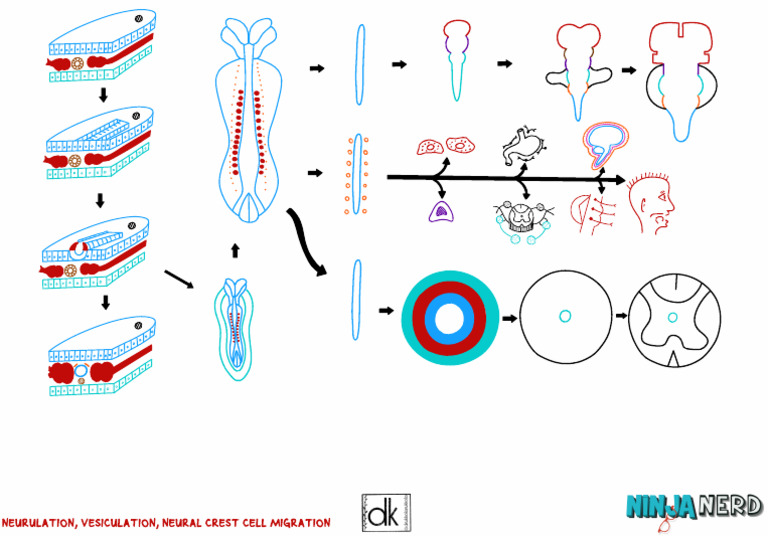 Neurulation, Vesiculation, Neural Crest Cell Migration Atf | PDF