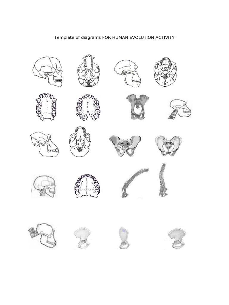 human_evolution_template | PDF
