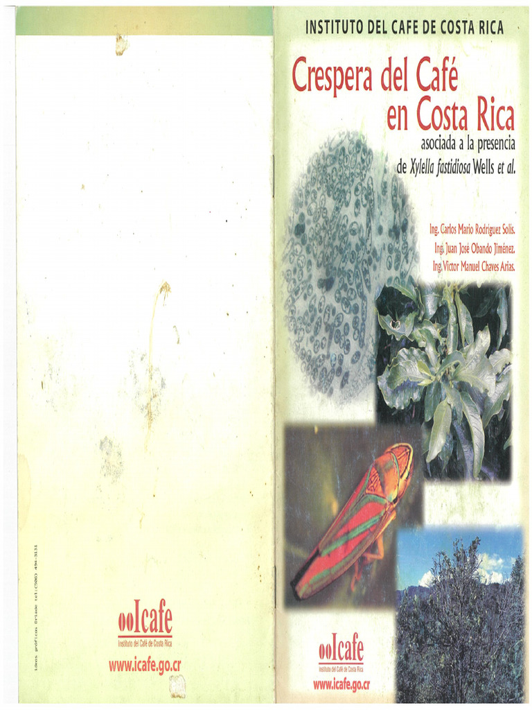 Intituto Del Café en Costa Risa Asociada A La Presencia de Xylella ...