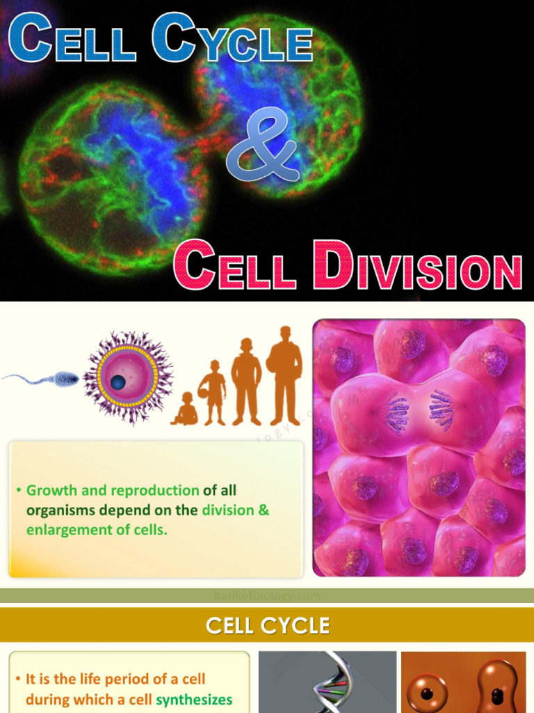10 Cell cycle n cell division - Picture slides - Demo.pptx (1) | PDF