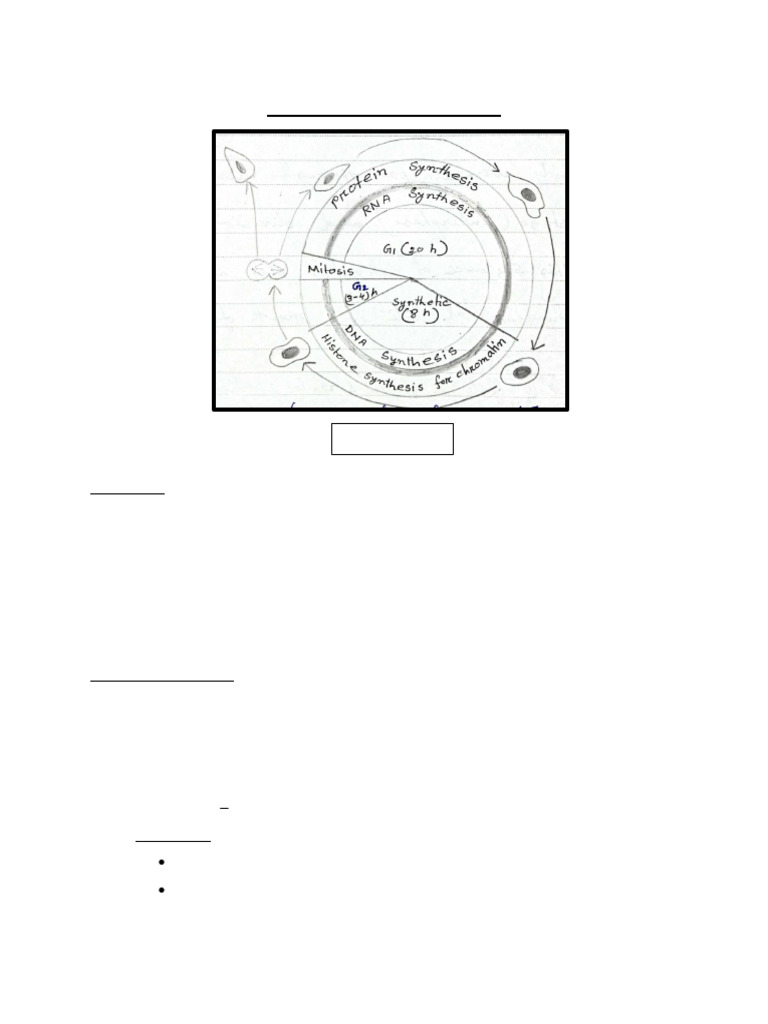 Stydy of Cell Cycle | PDF