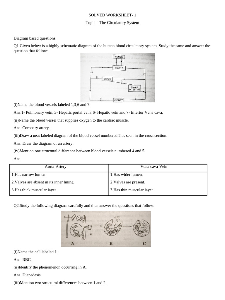 Topic CIRCULATORY SYSTEM SOLVED WORLSHEET Class 10 | PDF