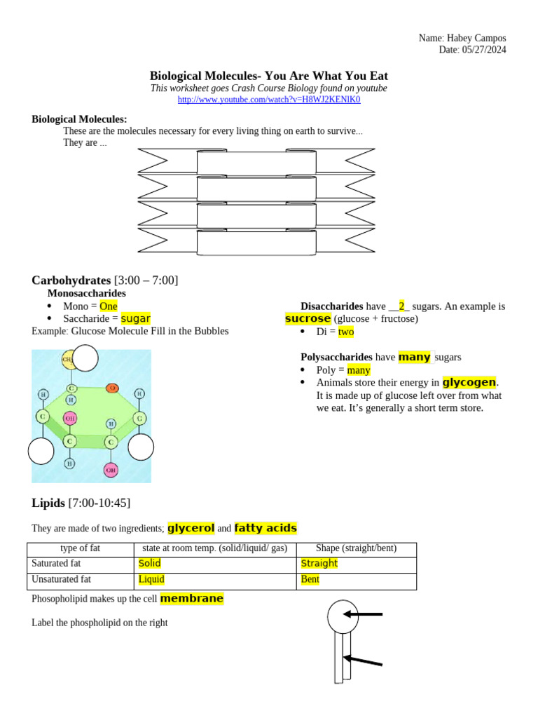 Biological Molecules You Are What You Eat Homework Assignment | PDF