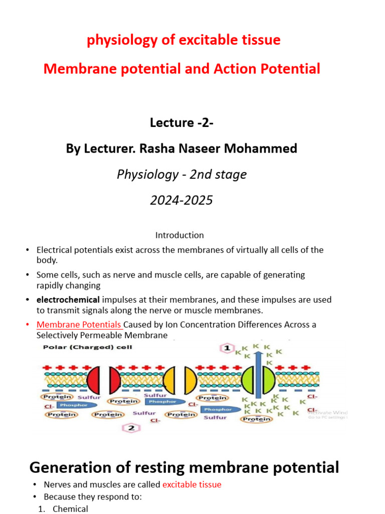 L 2 Membrane Potential | PDF