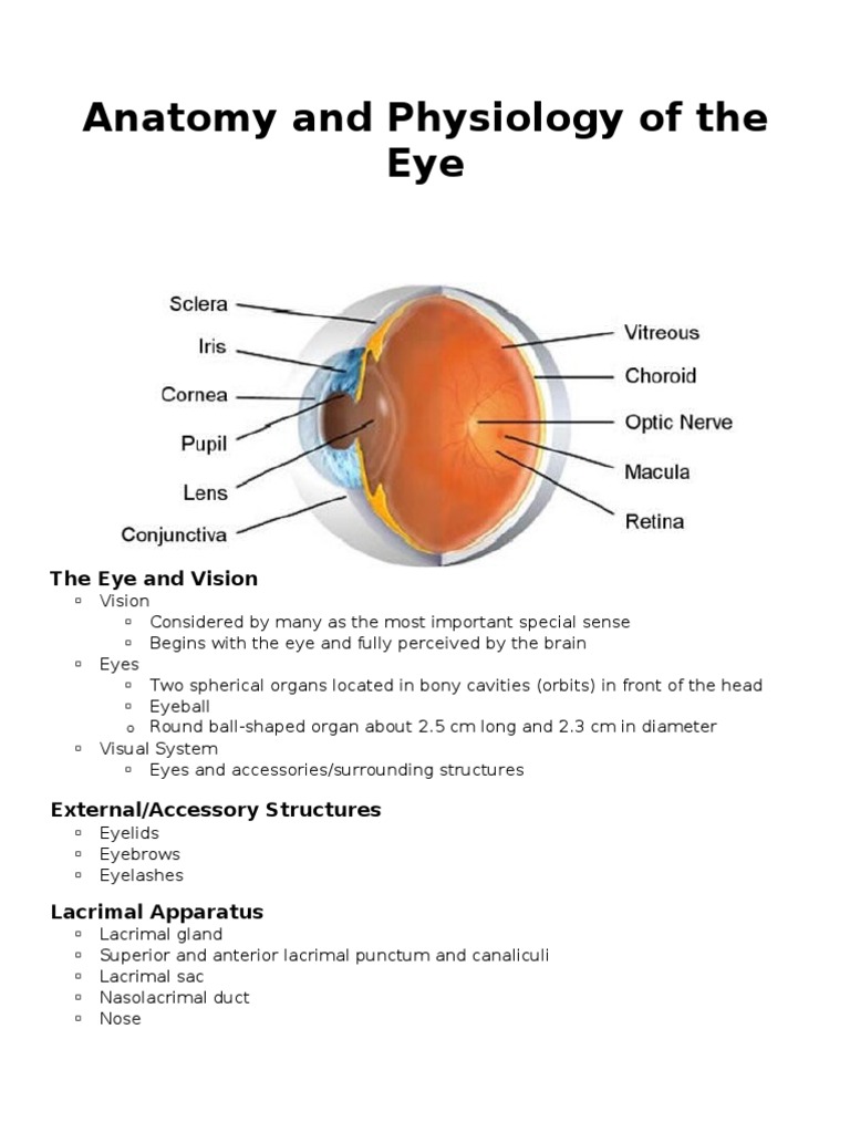 Anatomy and Physiology of The Eye | PDF | Cornea | Retina