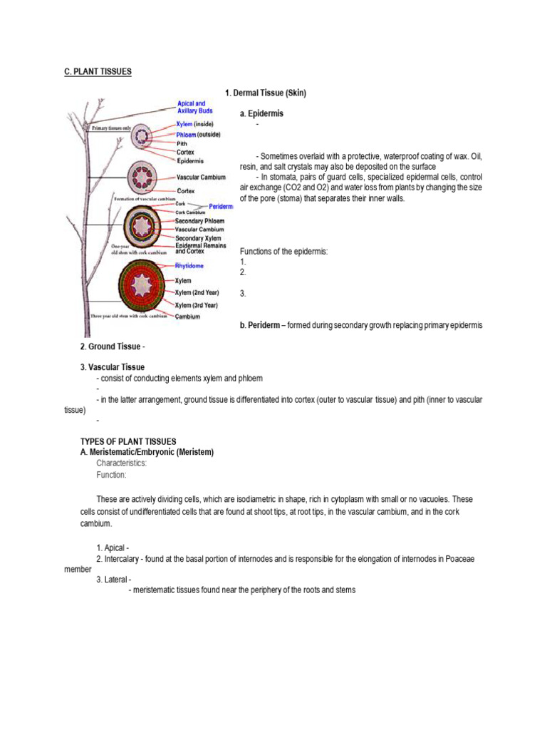 112 | Plant Structure and Functions - Part 2 | PDF