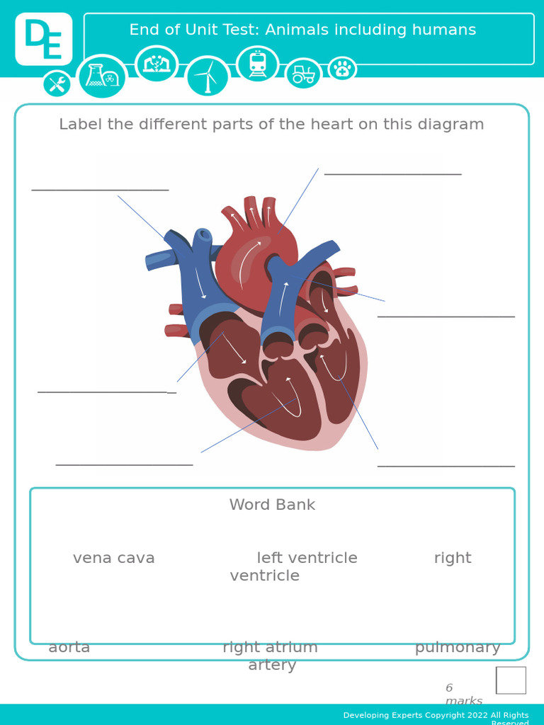 Year 6 - Animals Including Humans - Unit Test | PDF