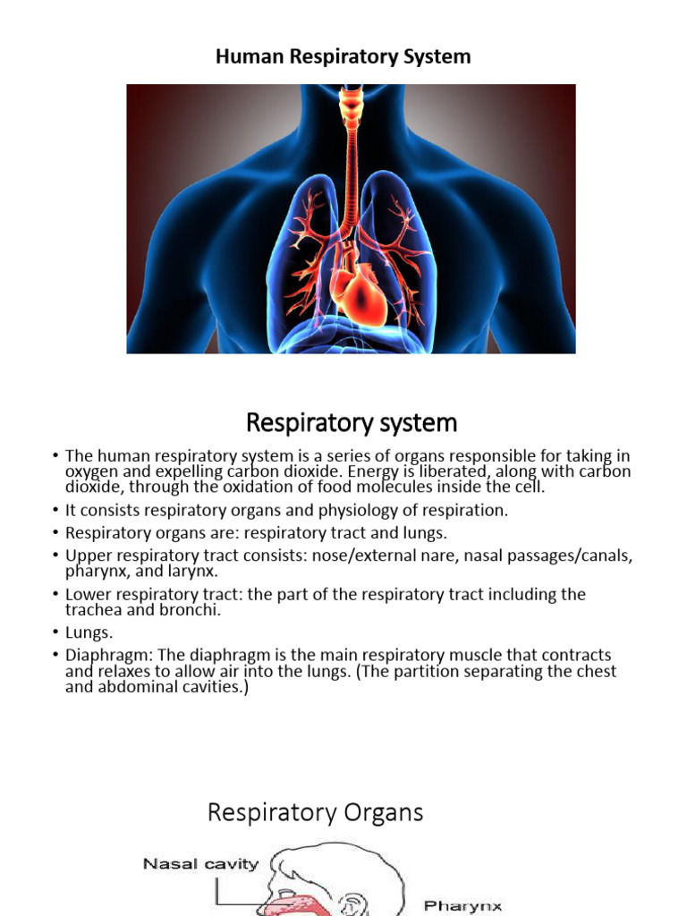 Human Respiratory System | PDF