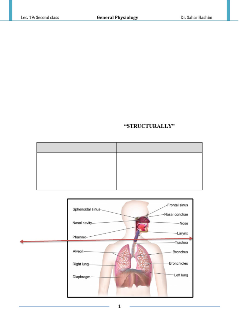 Lec.19 Respiratory System | PDF
