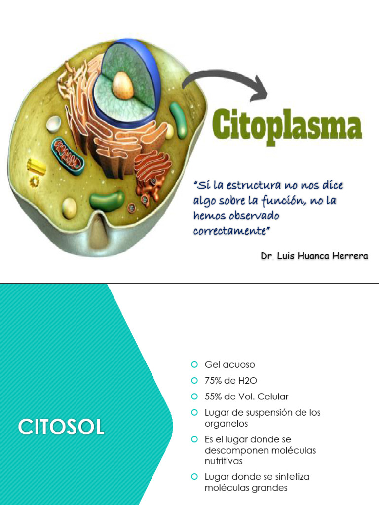 Sistema Celular Iii - Citoplasma | PDF