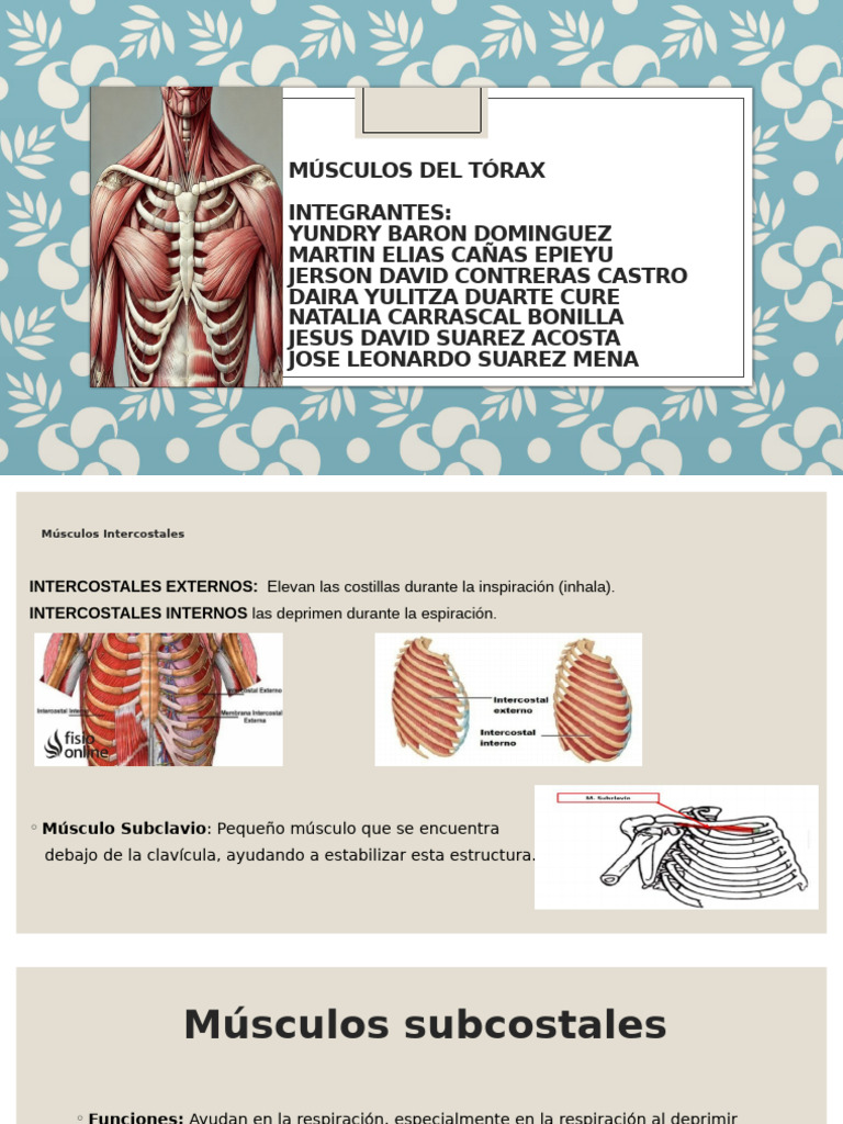 Músculos Del Tórax... - 3 | PDF