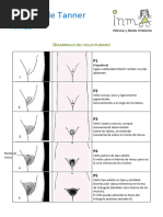 Escala De Tanner Pdf Pecho Características Sexuales Secundarias