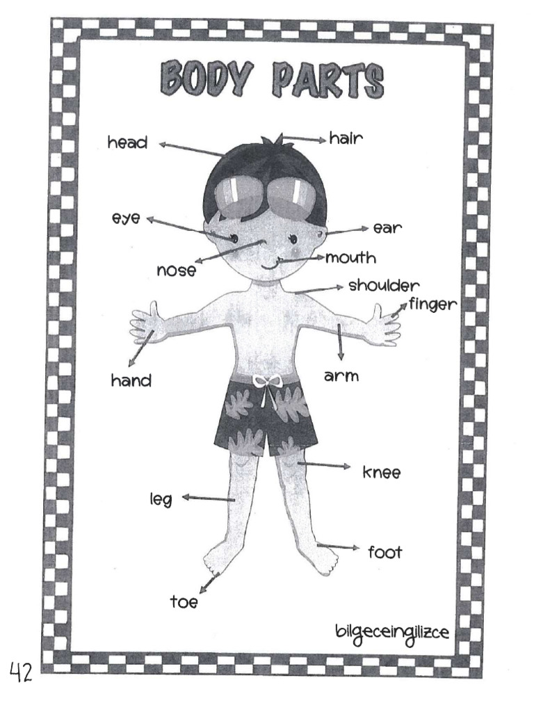 Voca Body Parts Duo-Tang | PDF