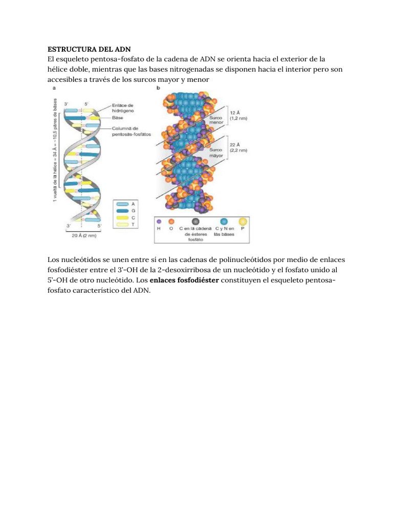 Estructura ADN y ARN | PDF