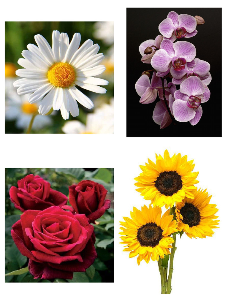 Design Sem Nome - 20240920 - 124059 - 0000 | PDF