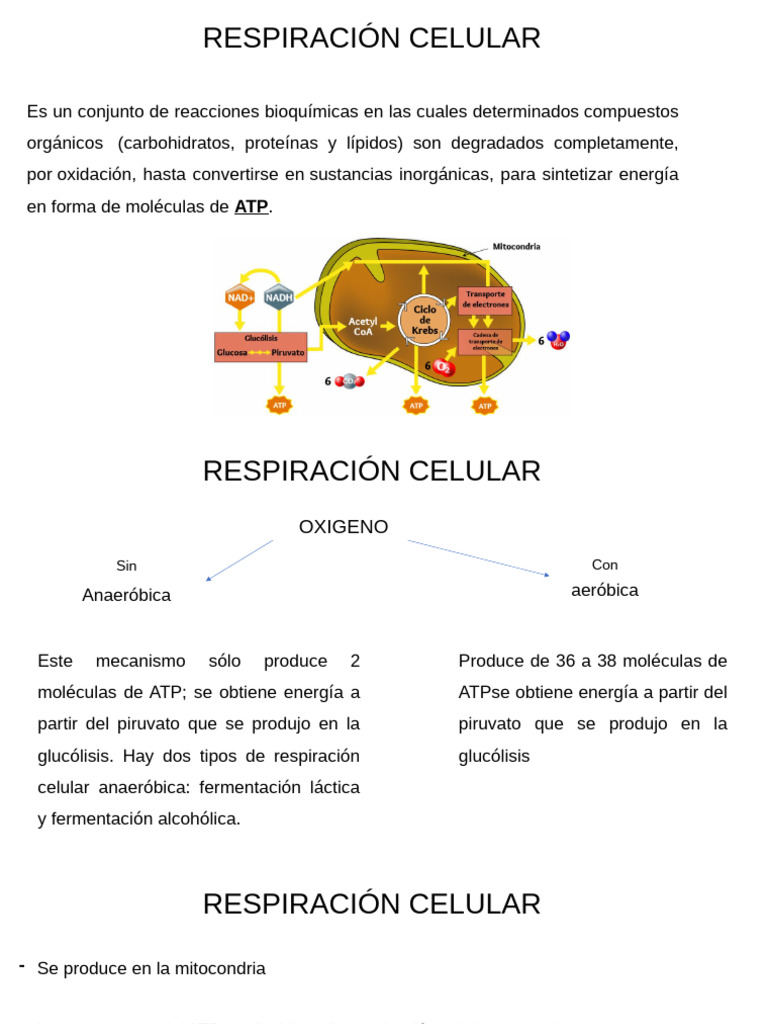4ta Clase de Biología Energía, Respiración Celular | PDF