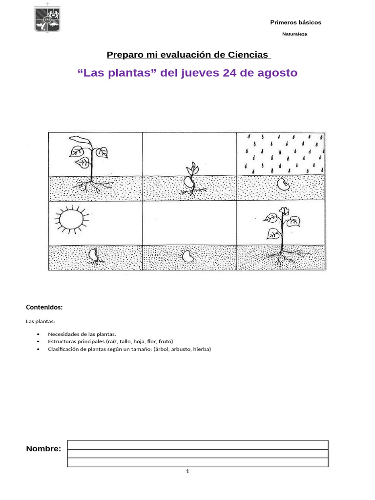 Preparo Evaluacion Las Plantas Agosto | PDF | Plantas | Hoja