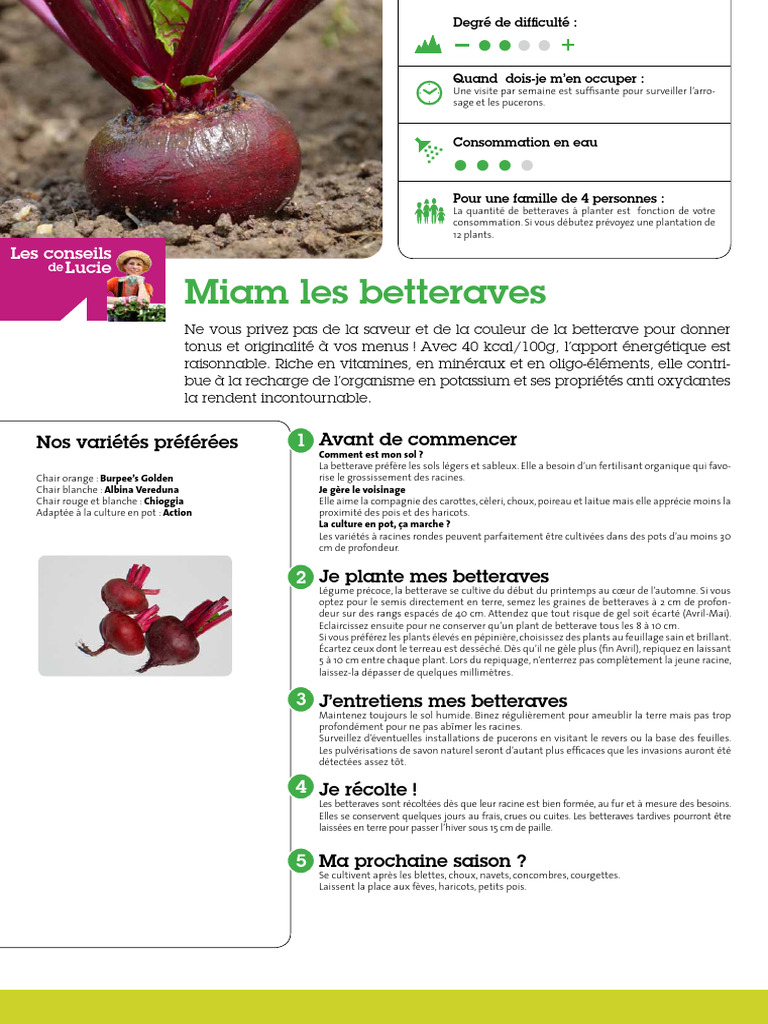 Fiche Culture Betteraves | PDF