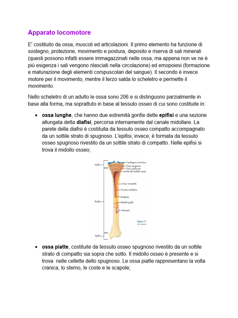 Apparato Locomotore | PDF