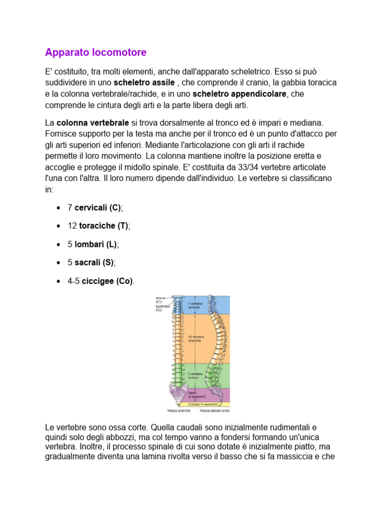 Apparato Locomotore 2 | PDF