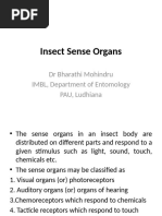Insect Head Types: Hypognathous, Prognathous, Opisthognathous | PDF