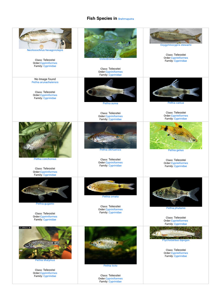 Fish List in Brahmaputra | PDF