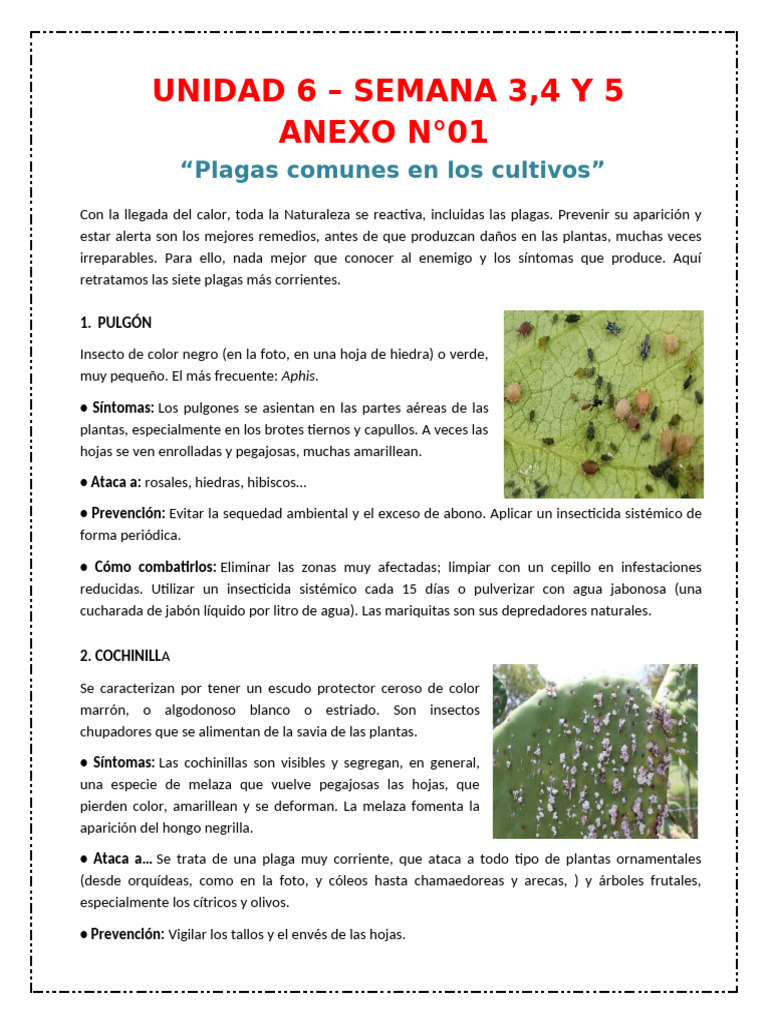 Anexos - Unidad 6 - Semana 3,4,5 - Ciencia 3° | PDF