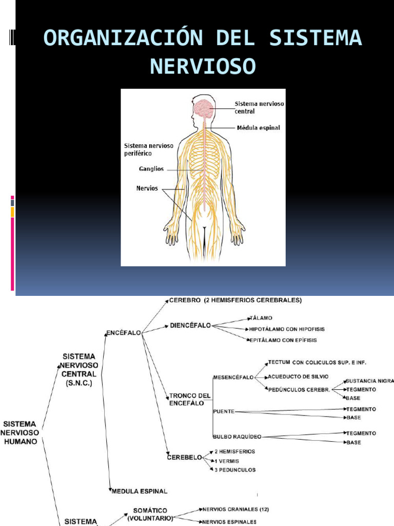 Organizacion Sistema Nervioso | PDF