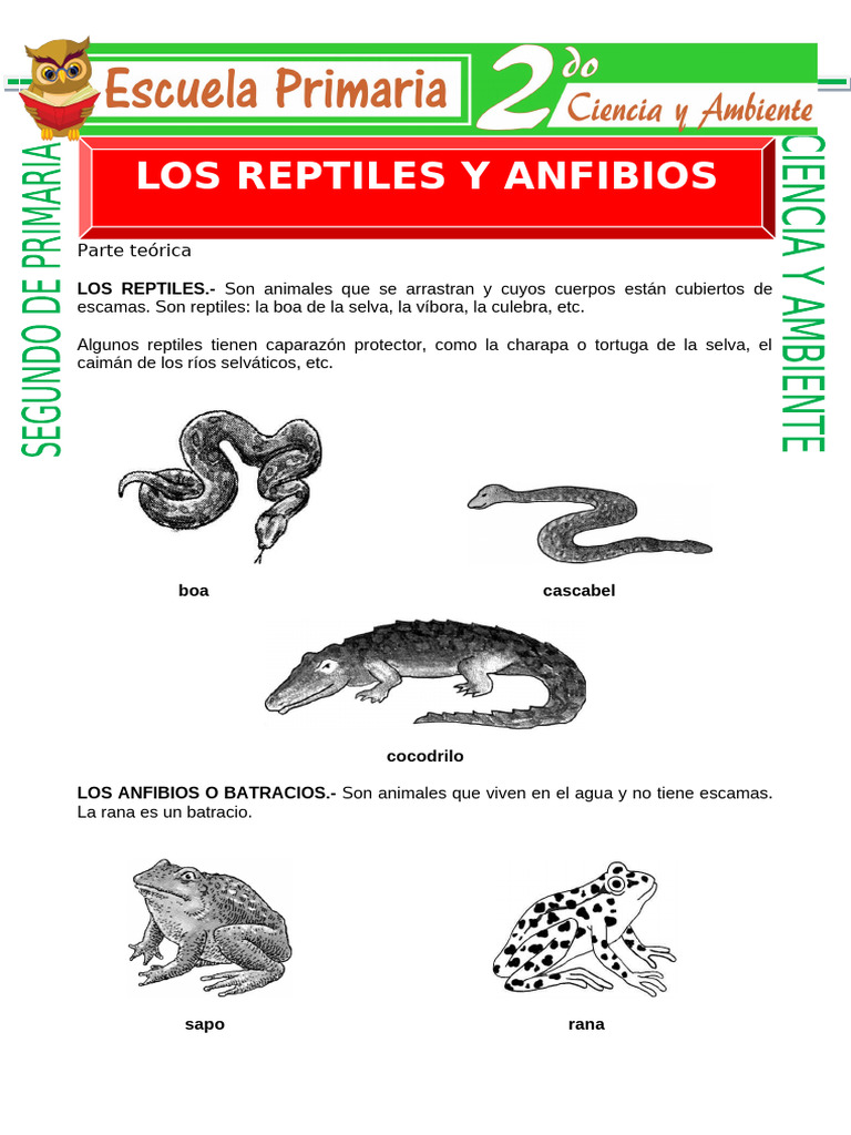 Los Reptiles 2 Grado | PDF
