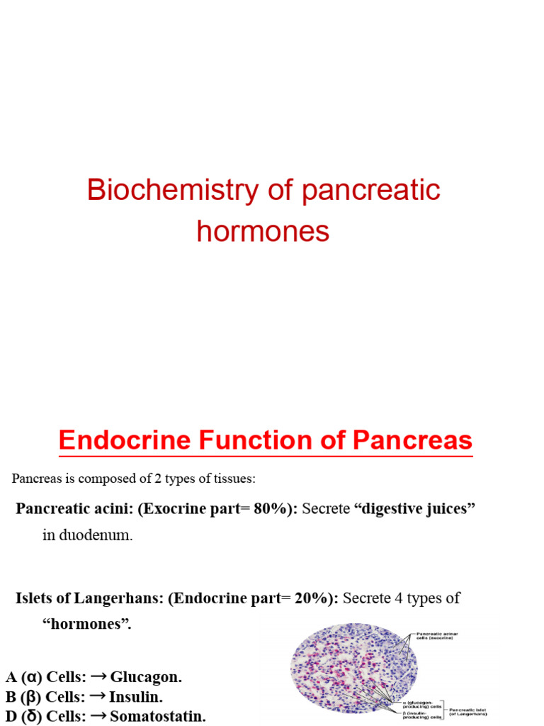 Pancreatic Hormones | PDF | Insulin | Pancreas