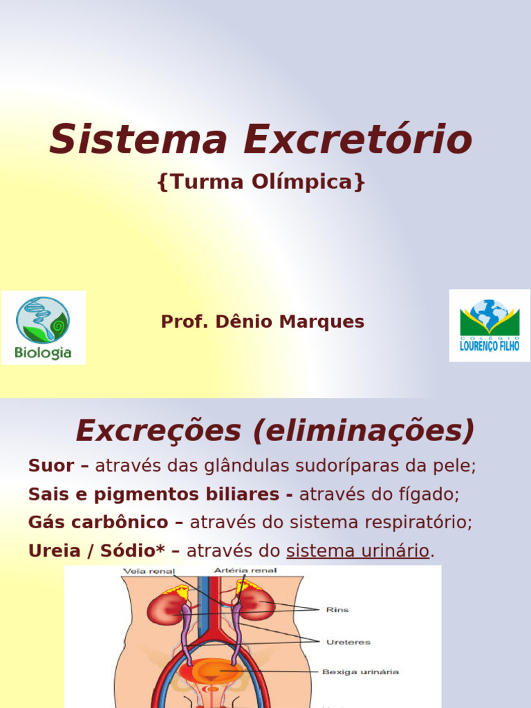 To - Sistema Excretório | PDF