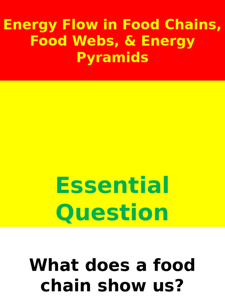 Teacher Food Chains Webs and Energy Pyramids | PDF