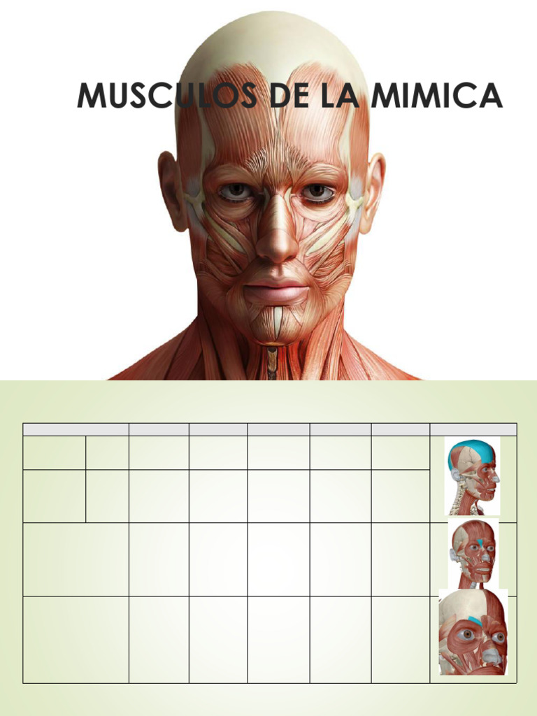 Musculos de La Expresion Facial | PDF