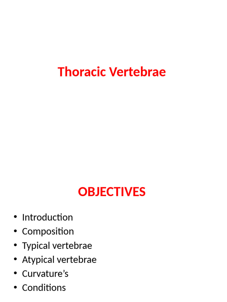 Thoracic Vertebrae | PDF