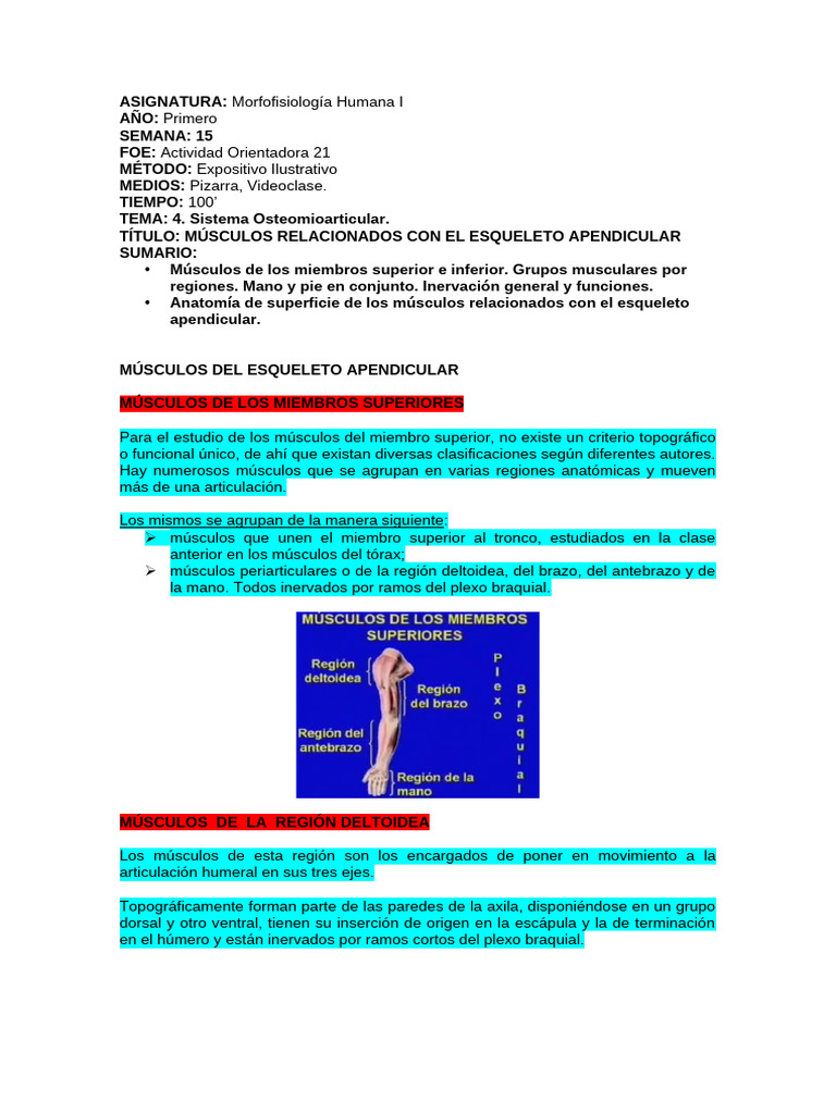Ao 21 Músculos Esqueleto Apendicular | PDF | Mano | Codo