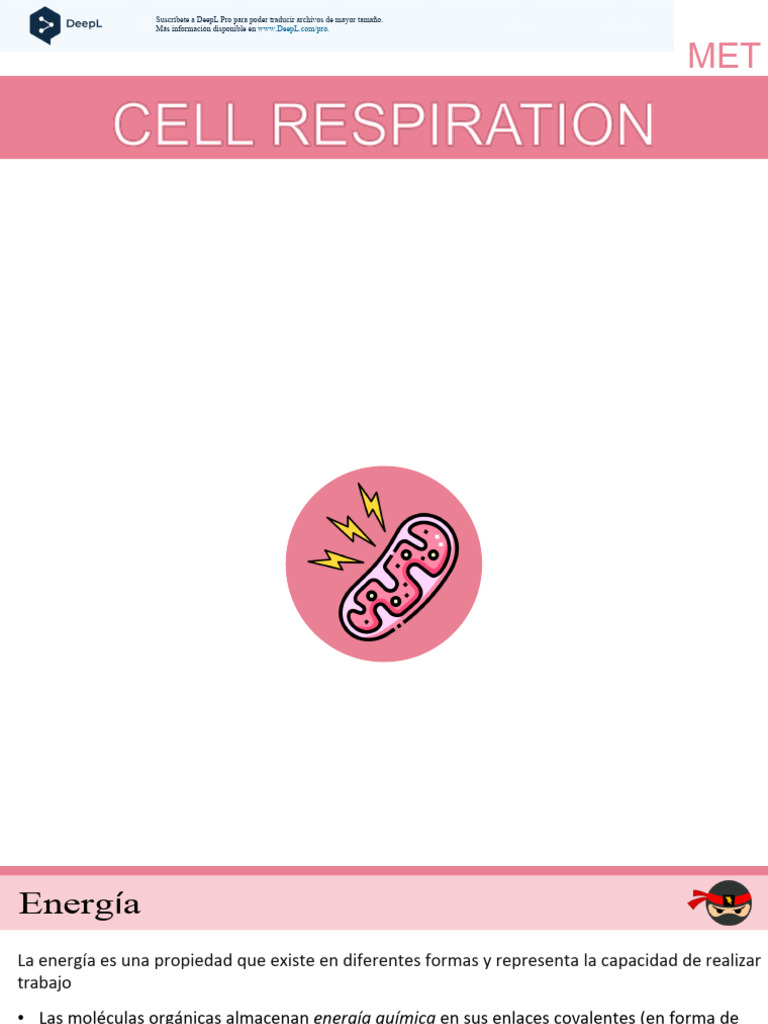 Cell Respiration - Bioninja Es | PDF