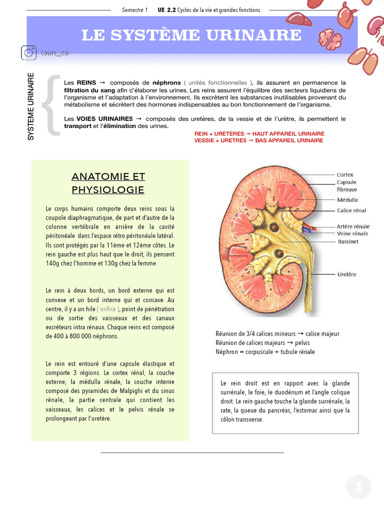 s1 Ue 2.2 Le Systeme Urinaire | PDF