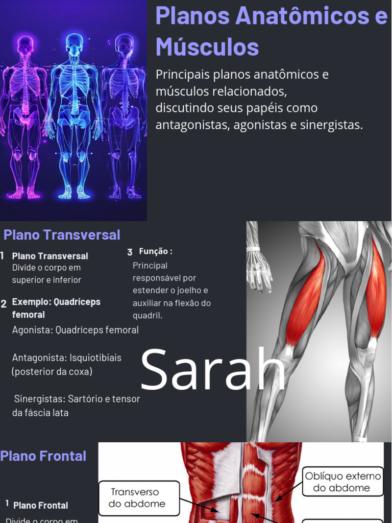 Planos Anatomicos e Musculos - PDF 20240820 135715 0000 | PDF