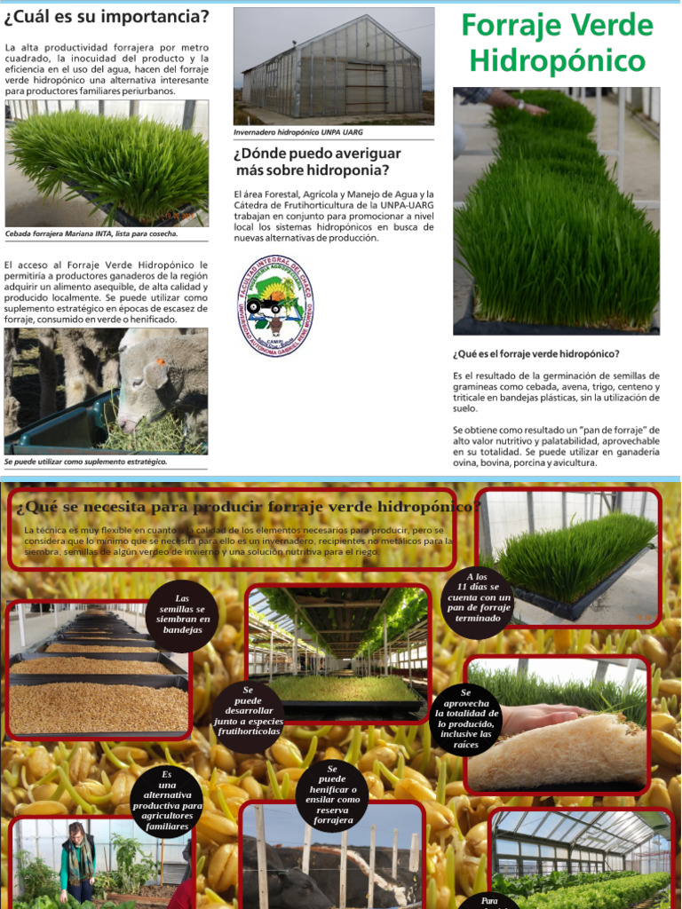 Criptico Forraje | PDF