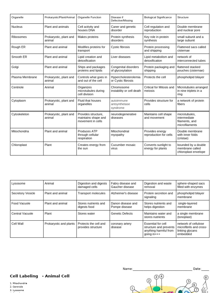 Organelle Chart and Labeling Cell Parts | PDF | Cell (Biology ...