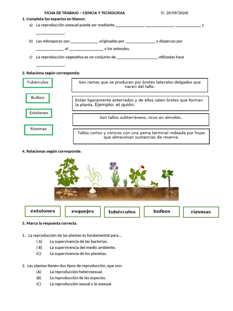 3° U7 Sem3 S6 Cyt-Ficha | PDF